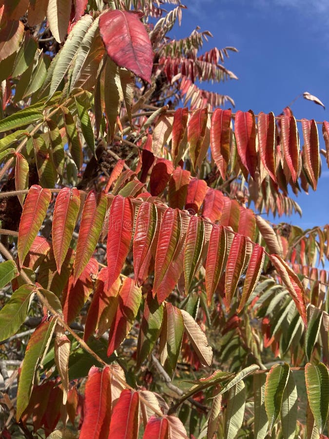 Vertical Shot of a Staghorn Sumac Plant Stock Image - Image of color ...