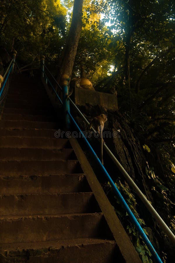 Vertical Shot of a Staircase Up the Hill in the Middle of Trees Stock ...