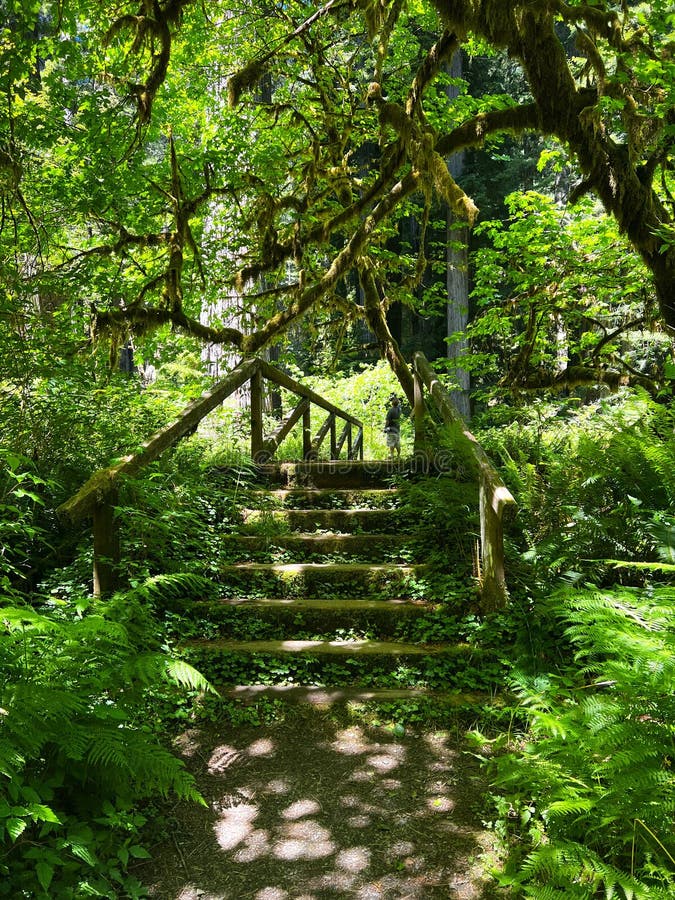 Vertical Shot of Stairs in a Forest Stock Photo - Image of path, wood ...