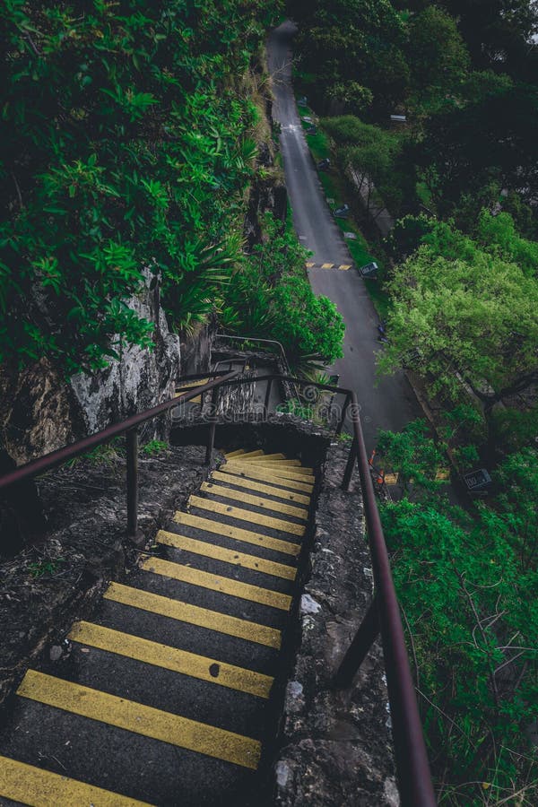 Vertical Shot of a Stairs Lined with Trees Stock Image - Image of ...