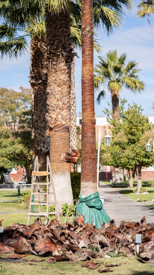 Vertical Shot of the Stairs Near a Palm Tree with Cut Stems on the ...