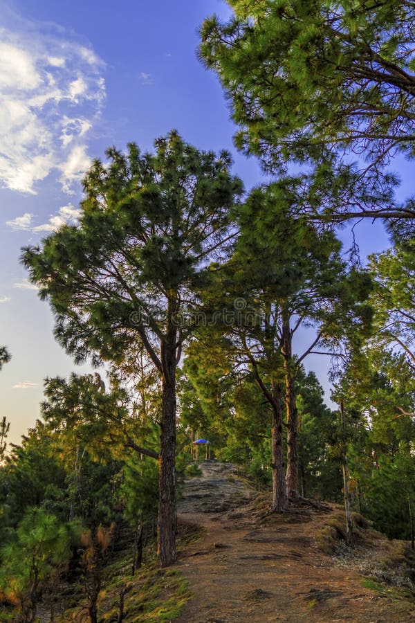 Vertical Shot of Steep Road with Large Trees on Side of it Stock Photo ...