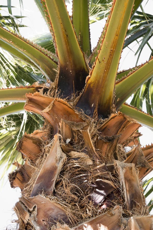 Vertical Shot of the Stem and Branches of a Babassu Tree Stock Image ...