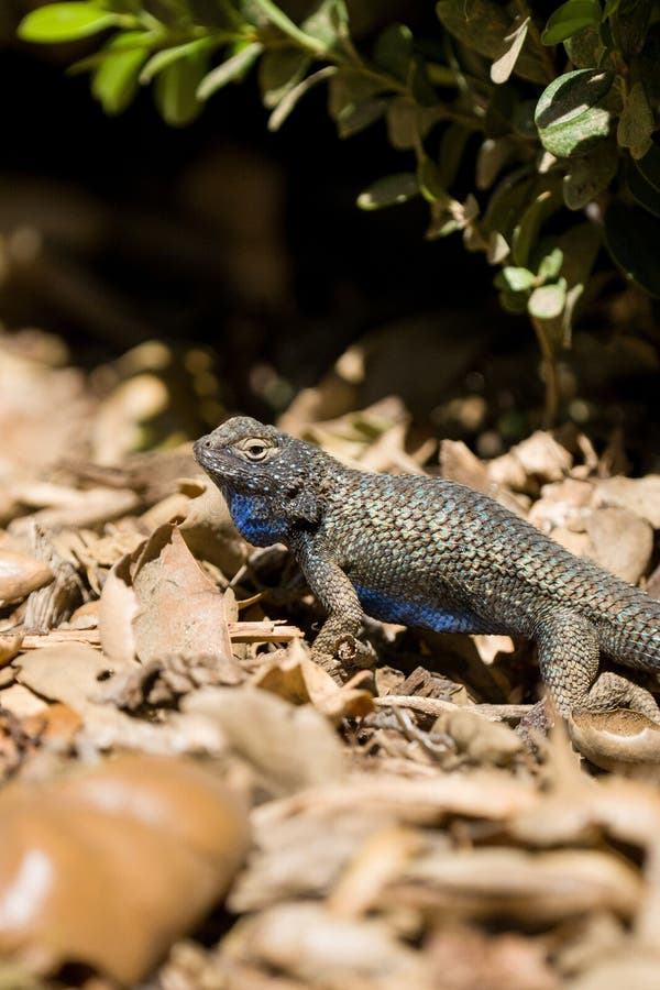 Vertical Shot of a Steppe Agama, Lizard on the Dry Stumps Stock Image ...