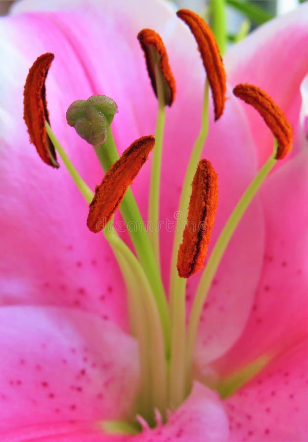 Stigma of flower stock image. Image of macro, plant, barckground - 87646059