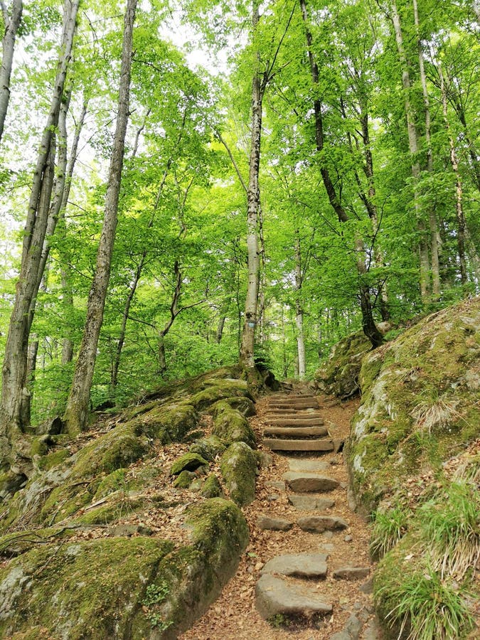 Vertical Shot of a Stone Pathway in a Forest in Larvik, Norway Stock ...