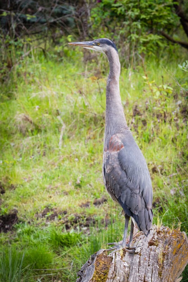 Vertical Shot of a Stork Standing on a Log in the Middle of a Grass ...
