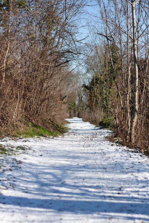 Vertical Shot of a Straight Path through a Forest in Winter, during ...
