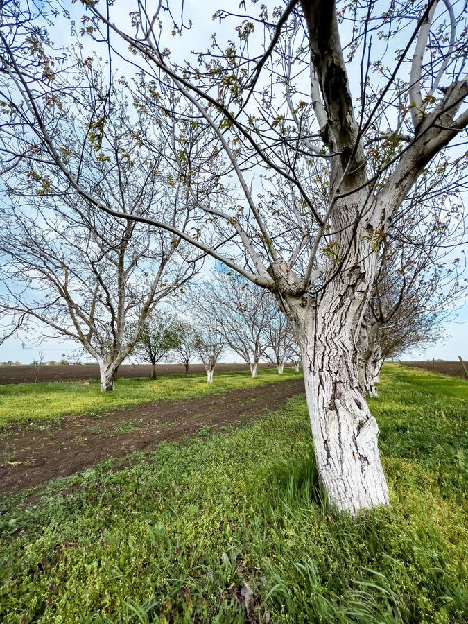 Vertical Shot of Straight Rows of Walnut Fruit Trees in a Farm on an ...