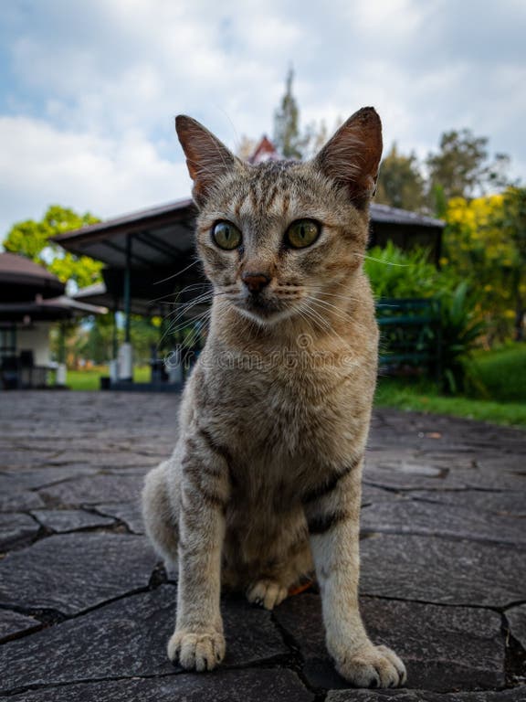 Vertical Shot of a Stray Cat in Jakarta Stock Image - Image of street ...