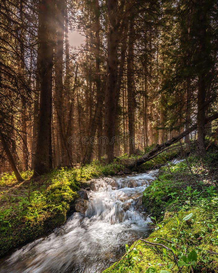 Vertical Shot of a Stream Along the Middle of the Forest Stock Image ...