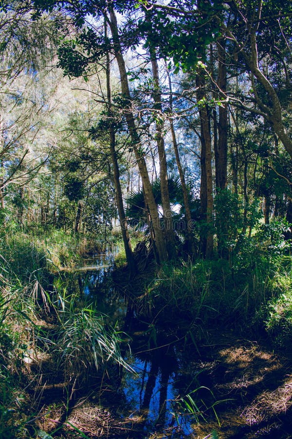 Vertical Shot of a Stream Flowing through Woods Stock Photo - Image of ...