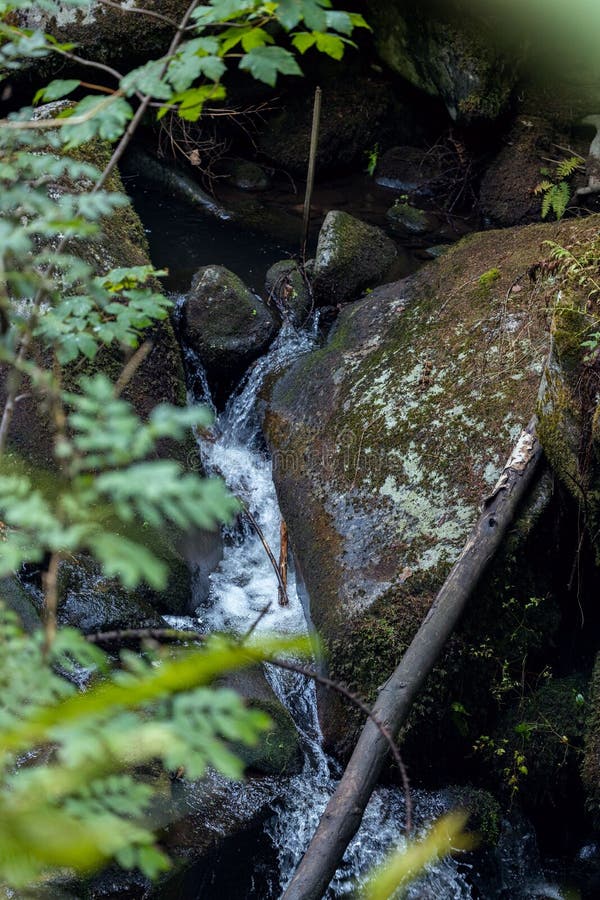 Vertical Shot of a Stream on the Rocks in a Forest Stock Photo - Image ...