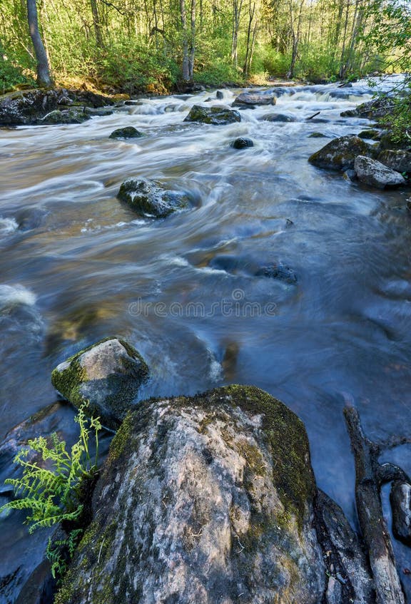 Vertical Shot of a Streaming Rocky River in the Woods Stock Photo ...