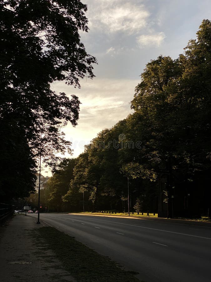 Vertical Shot of a Street Lined with Trees Stock Image - Image of ...