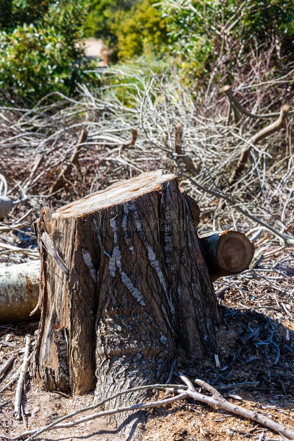 Vertical Shot of a Stump in a Sunny Field Stock Photo - Image of bark ...