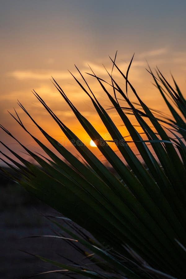 Vertical Shot of the Sun Rays through the Palm Leaves during Sunset ...