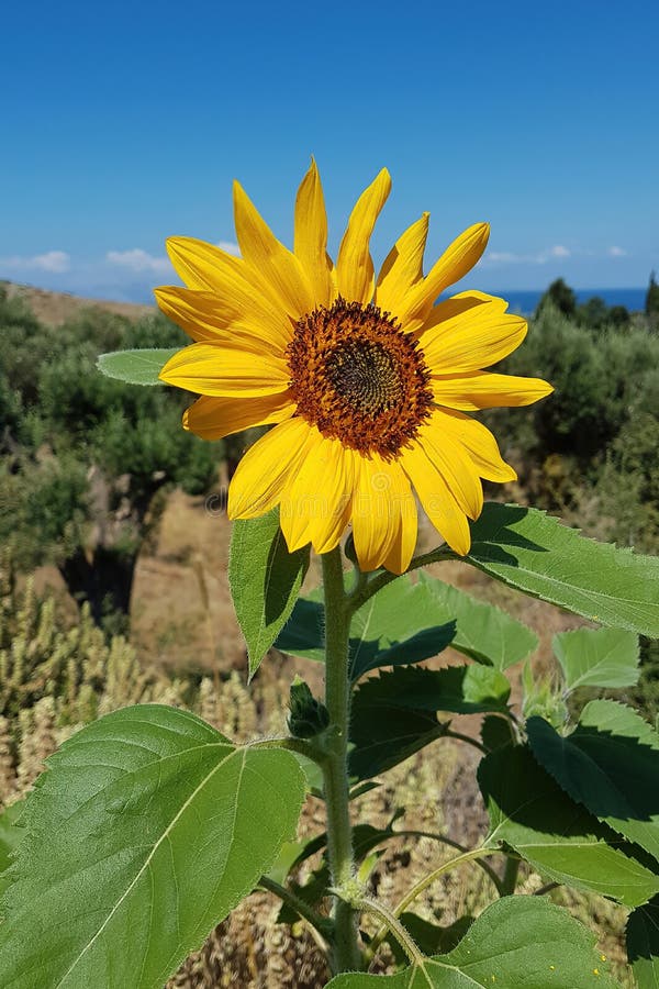 Vertical Shot of a Sunflower Under the Sunlight Stock Photo - Image of ...
