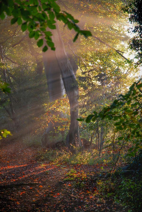 Vertical Shot of Sunlight Beaming through Tree Branches in a Forest in ...
