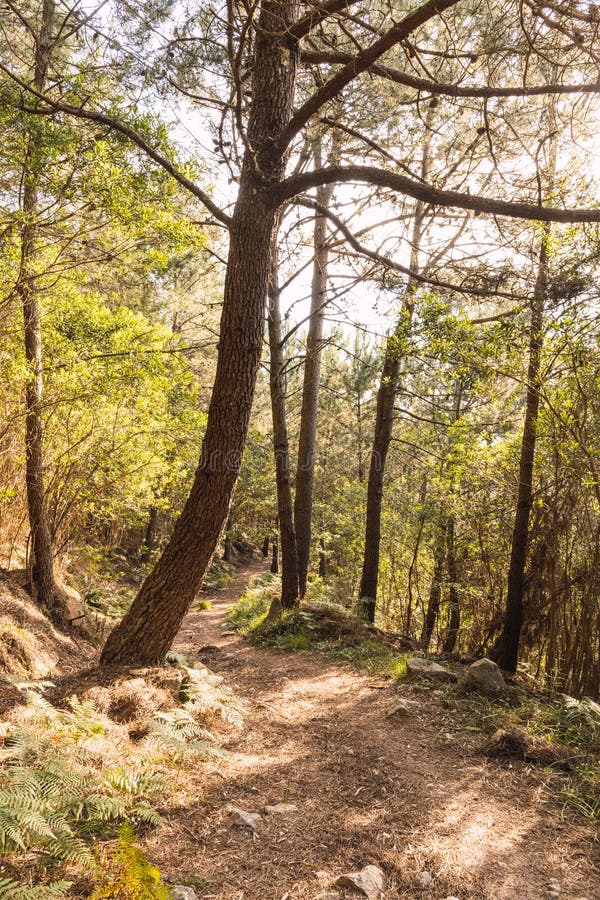 Vertical Shot of a Sunny Forest Path Stock Photo - Image of park, trees ...
