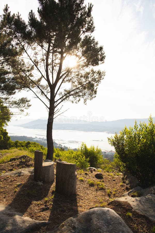 Vertical Shot of a Sunny Forest Path Near the Water Stock Photo - Image ...