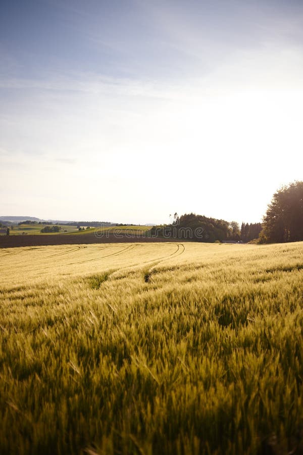 Vertical Shot of Sunny Golden Field on a Hillside Stock Image - Image ...