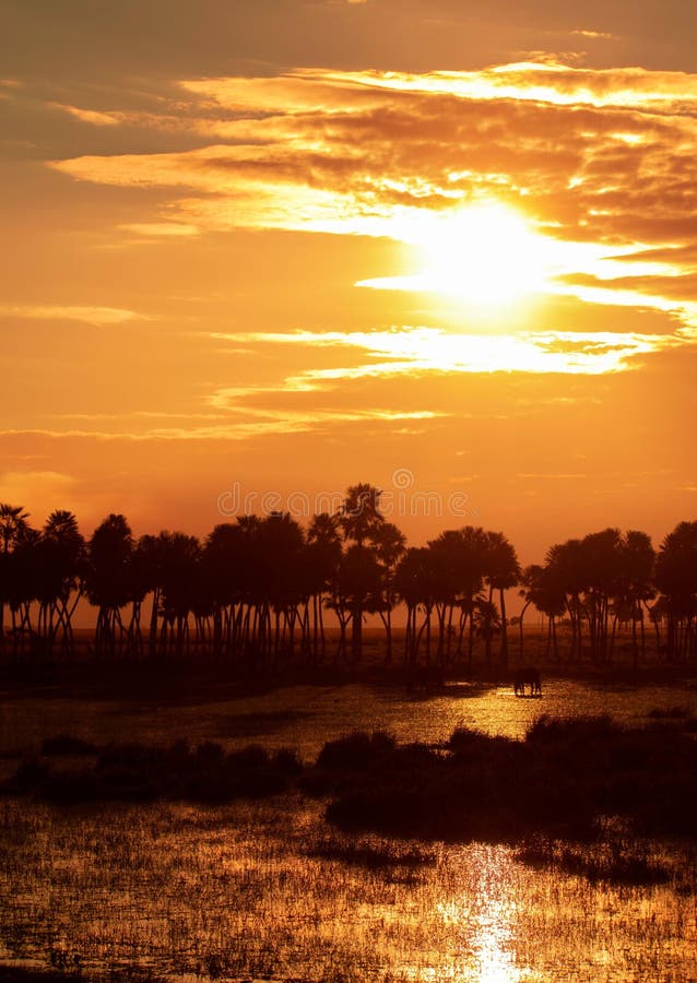 Vertical Shot of a Sunrise and the Silhouette of the Trees Stock Image ...