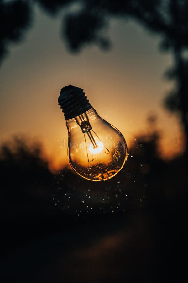 Vertical Shot of a Sunset Caught in a Light Bulb with Tree Silhouettes ...