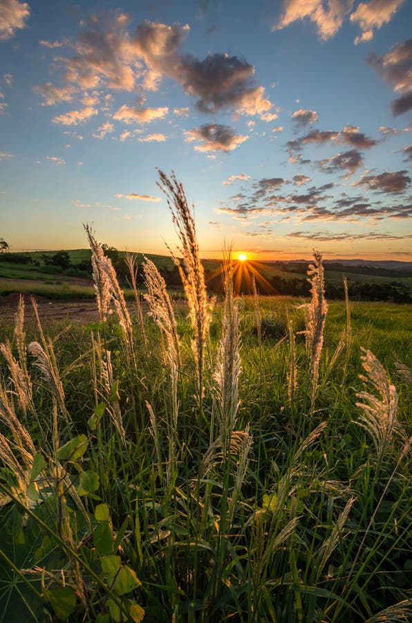 Vertical Shot of a Sunset Over Green Fields and a Few Spikes and Grass ...
