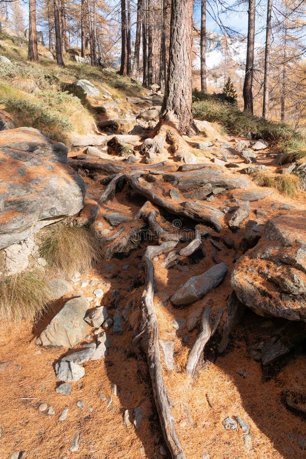 Vertical Shot of the Superficial Roots of a Pine Tree in the Mountain ...