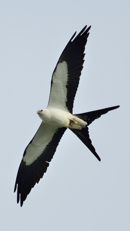 Vertical Shot of a Swallow-tailed Kite Soaring in the Sky Stock Photo ...