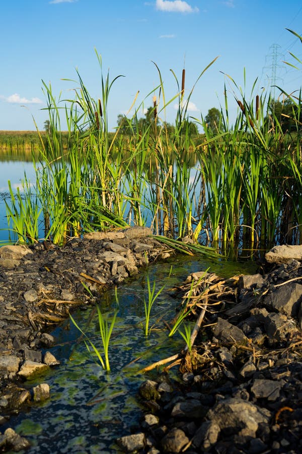 Vertical Shot of a Swamp Covered with Moss Surrounded by Green Grass ...