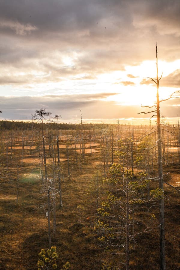 Vertical Shot of a Swamp with Different Plants on a Cloudy and Sunny ...
