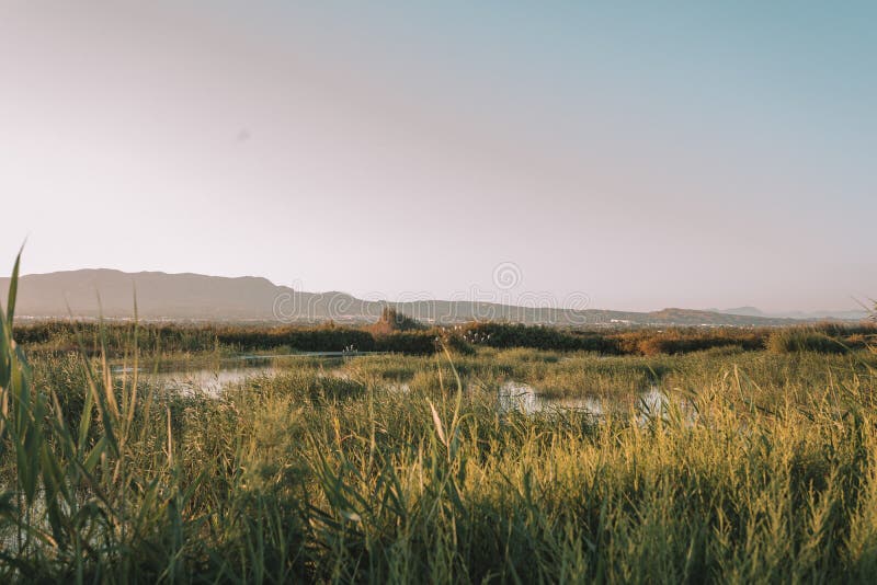 Vertical Shot of a Swamp with Grass Stock Image - Image of natural ...