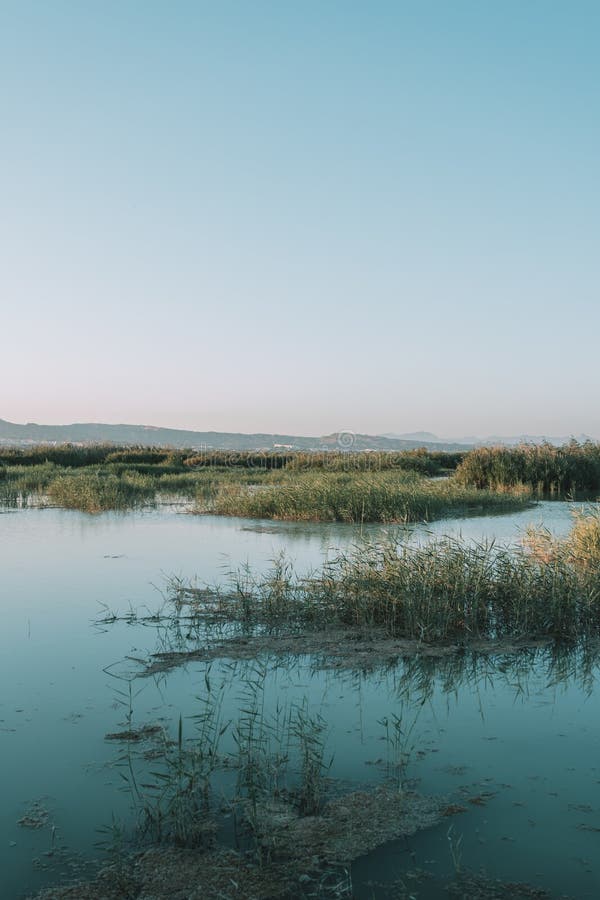 Vertical Shot of a Swamp with Grass Stock Photo - Image of forest, wild ...