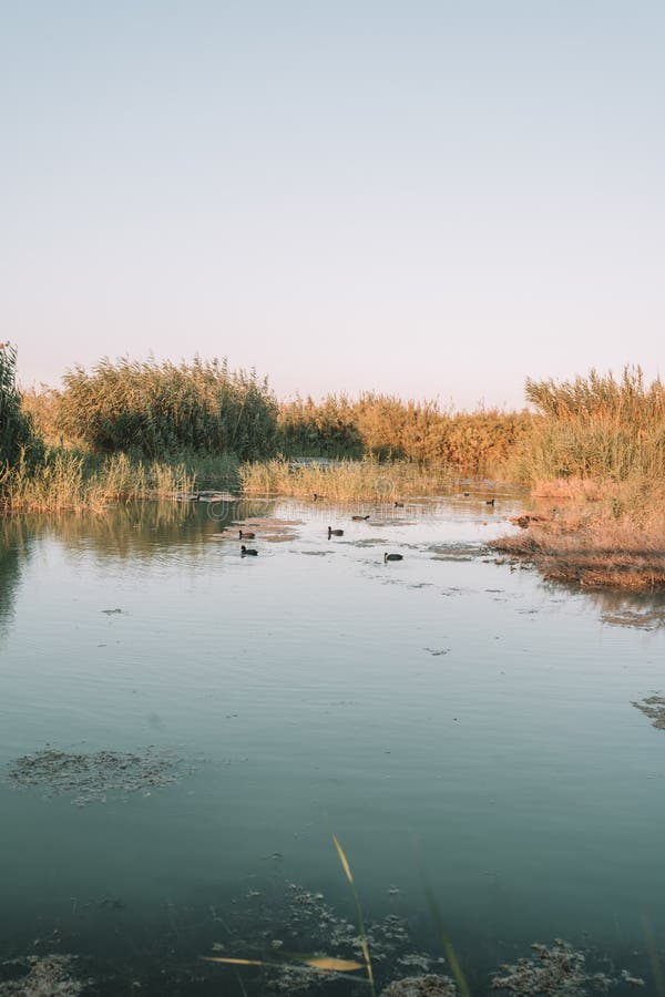 Vertical Shot of a Swamp with Grass Stock Image - Image of tour, summer ...