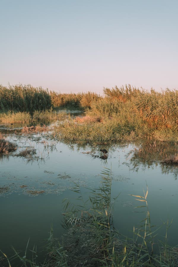 Vertical Shot of a Swamp with Grass Stock Photo - Image of rainforest ...