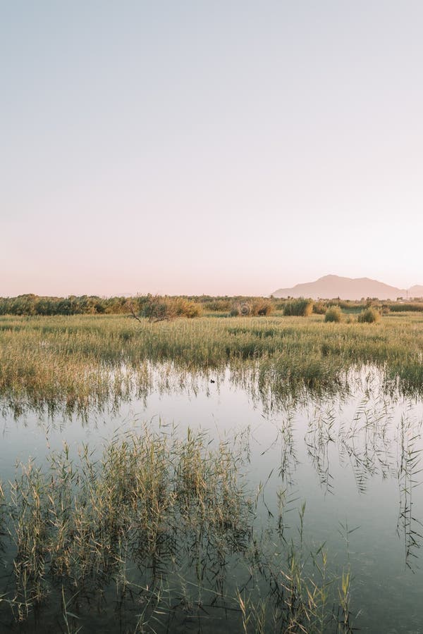 Vertical Shot of a Swamp with Grass Stock Photo - Image of natural ...