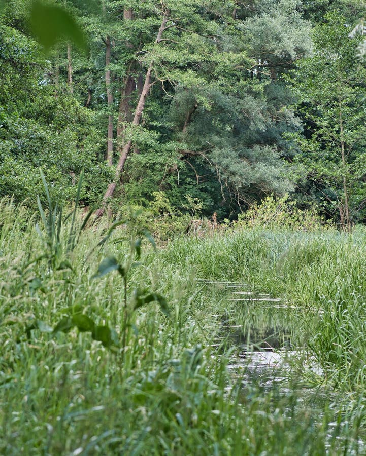 Vertical Shot of a Swamp with Green Vegetation Stock Photo - Image of ...