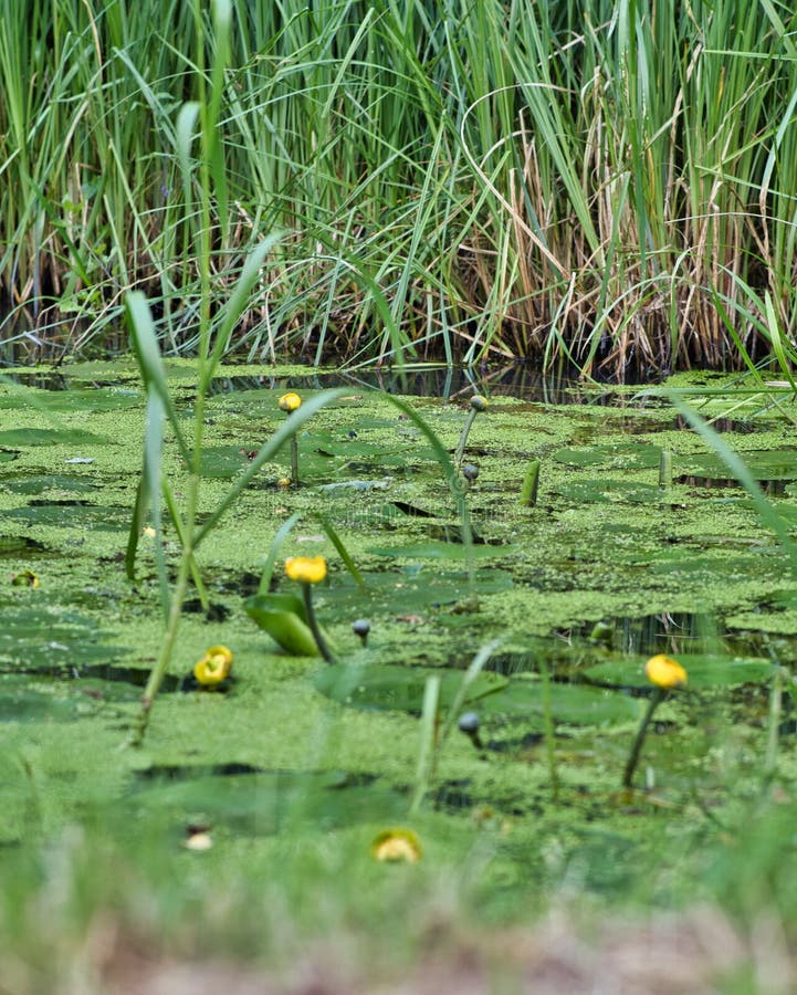Vertical Shot of a Swamp with Green Vegetation Stock Photo - Image of ...