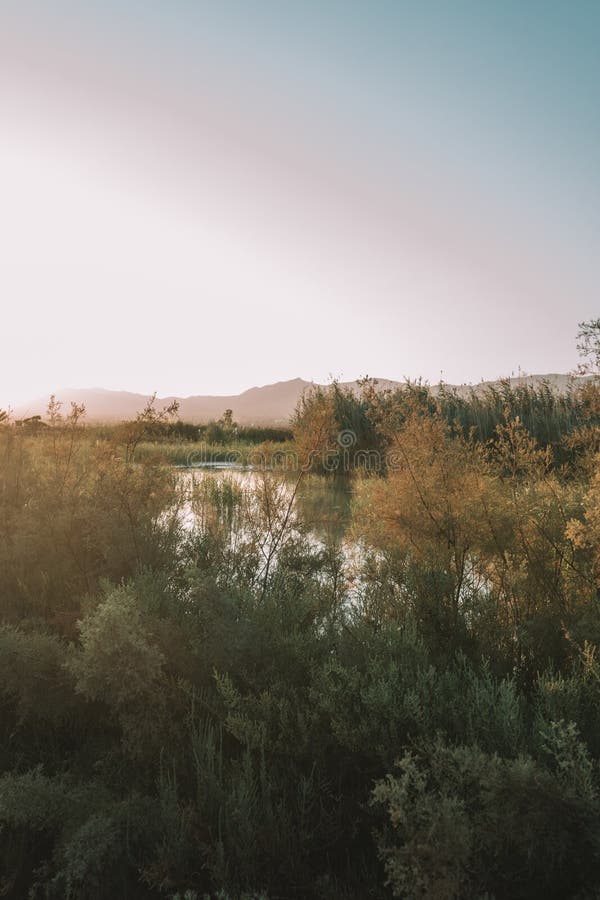 Vertical Shot of a Swamp Surrounded by Trees Stock Photo - Image of ...