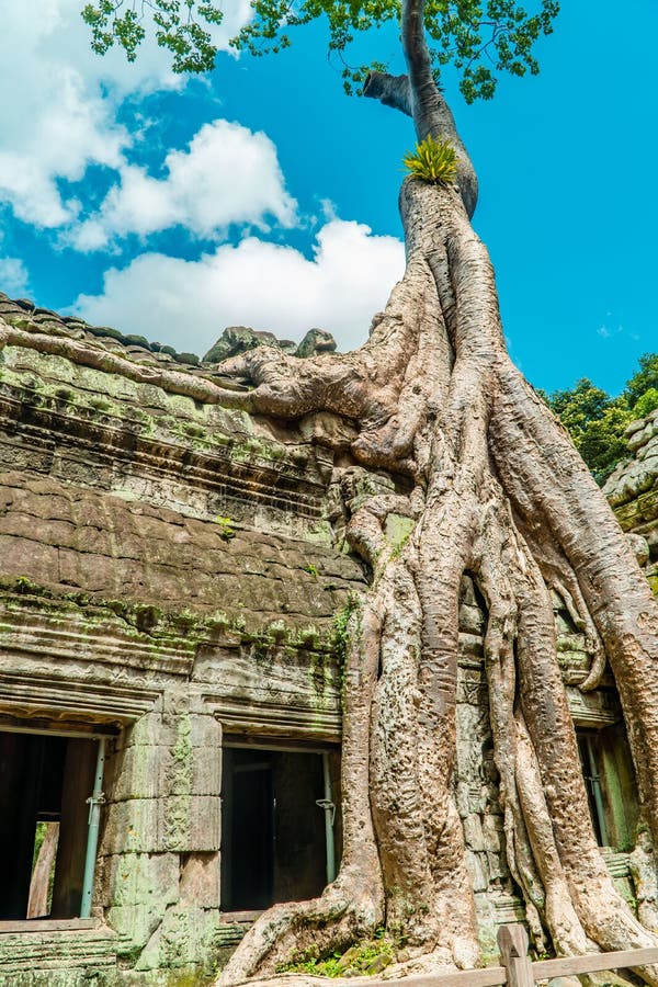Vertical Shot of the Ta Prohm Temple Inside Angkor Wat Complex in ...