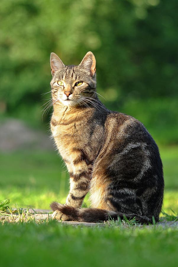 Vertical Shot of a Tabby Cat Outdoors Stock Image - Image of predator ...