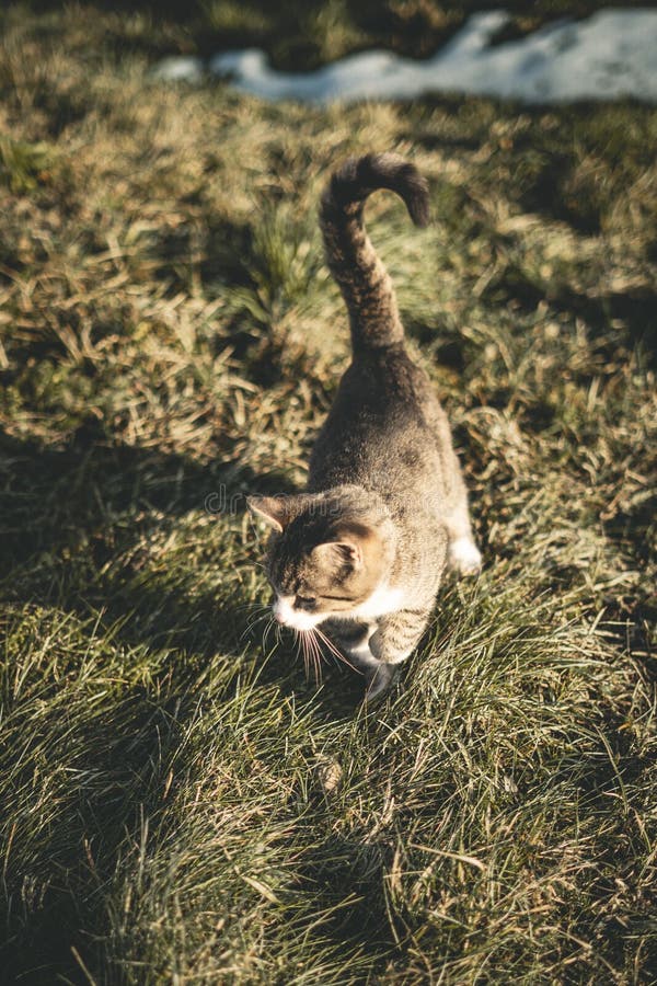 Vertical Shot of a Tabby Cat Walking in the Garden Stock Photo - Image ...