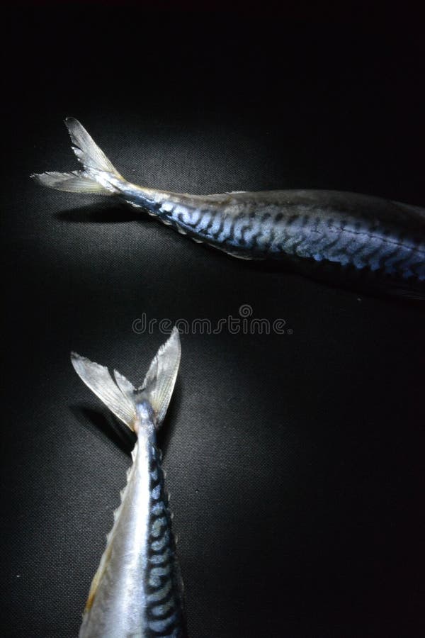 Vertical Shot of the Tails of the Fish on a Black Surface Stock Image ...