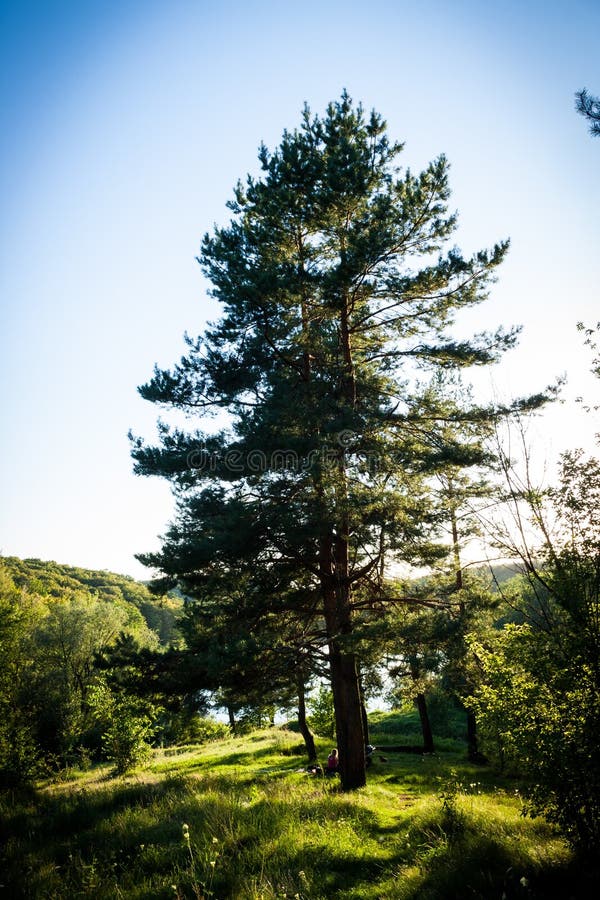 Vertical Shot of a Tall Green Tree in the Forest during the Daytime ...