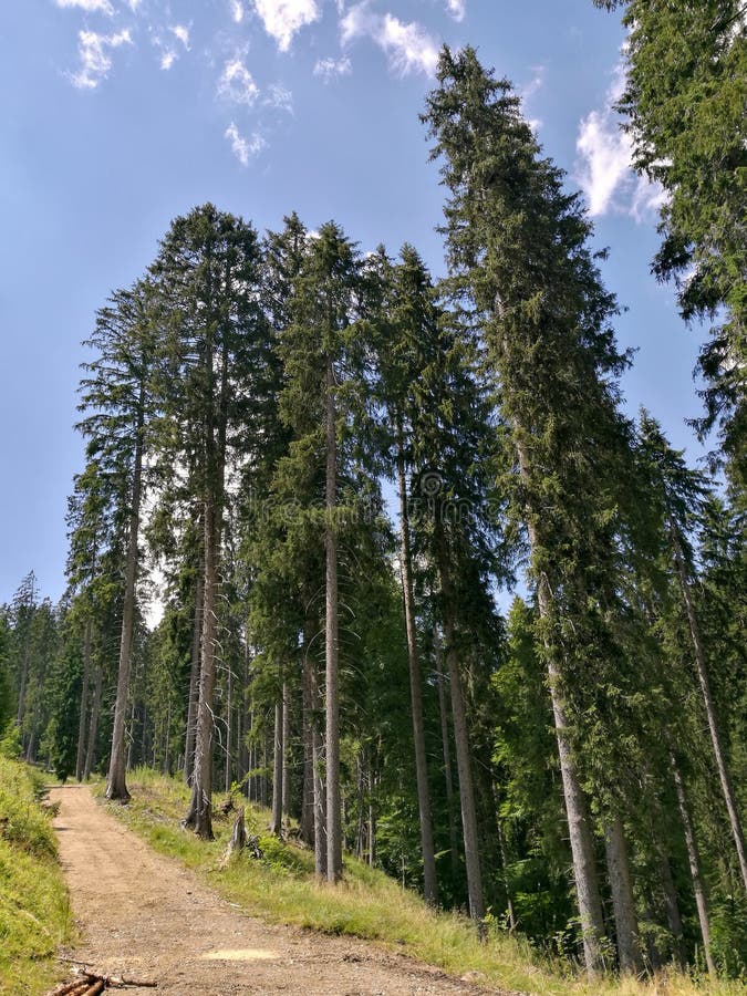 Small Pathway in the Nature Stock Image - Image of small, path: 97761411