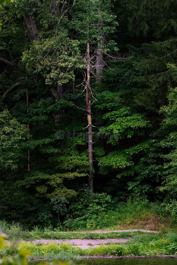 Vertical Shot of Tall Pine Trees in a Forest Stock Image - Image of ...