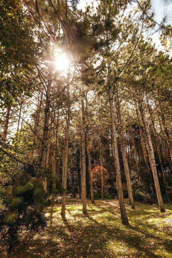 Vertical Shot of Tall Thin Trees in a Forest with the Sun Shining ...