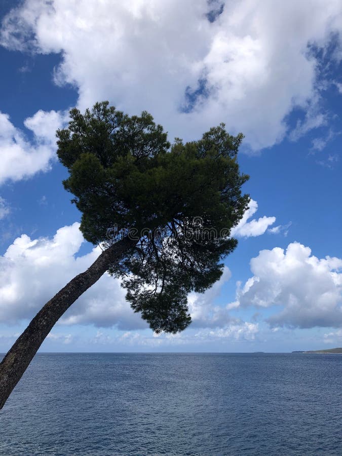 Vertical Shot of a Tall Tree Leaned Towards the Calm Waters of the Sea ...